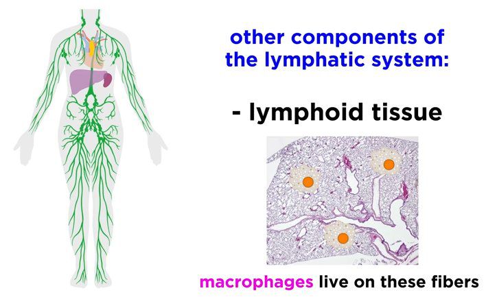 The Lymphatic System | Pearson+ Channels