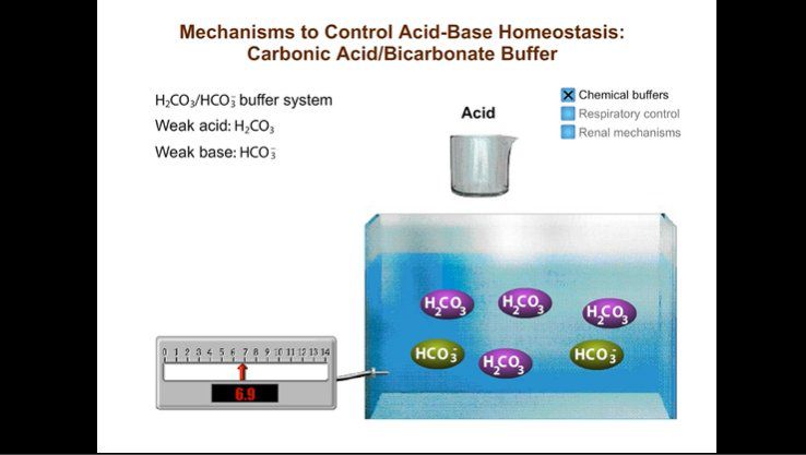 Bicarbonate Buffer System | Pearson+ Channels