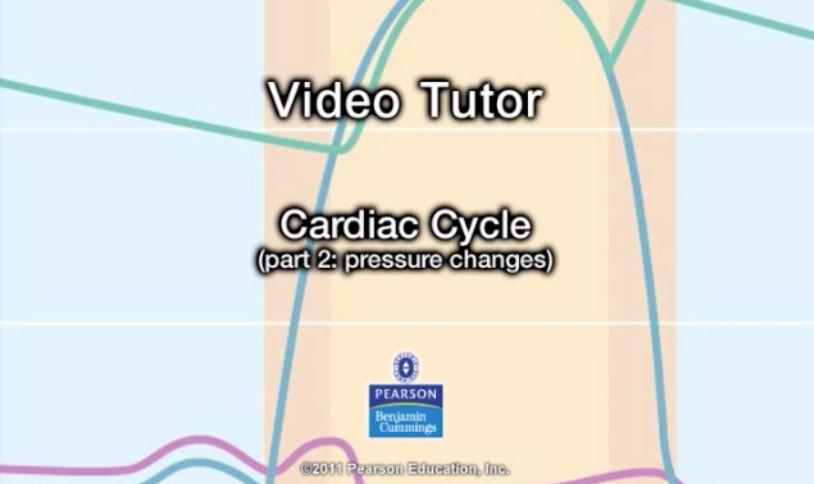 Cardiac Cycle : volume changes | Pearson+ Channels
