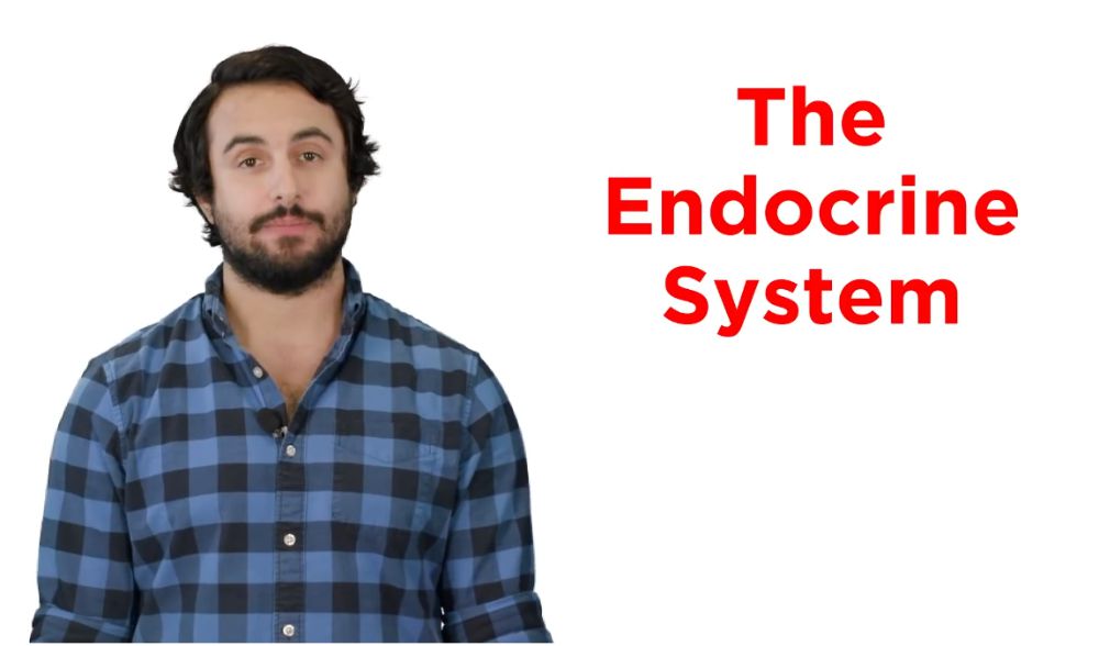 The Endocrine System, Overview, Animation | Pearson+ Channels