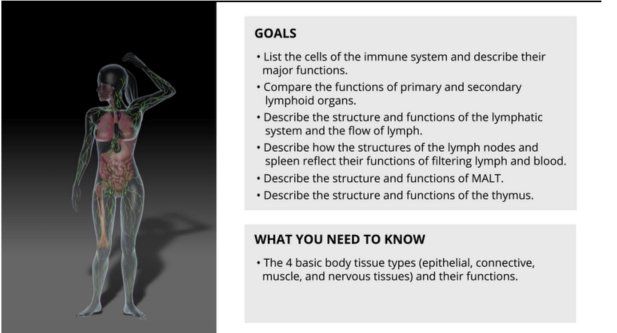 The Lymphatic System | Pearson+ Channels