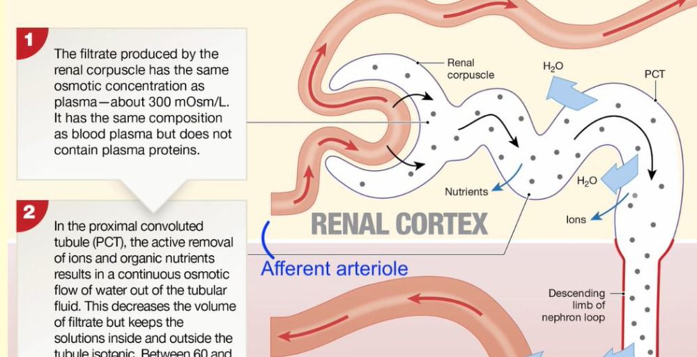Functioning Of The Nephron