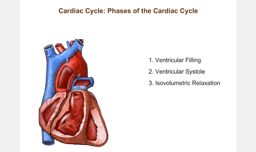 Cardiac Cycle : volume changes | Pearson+ Channels