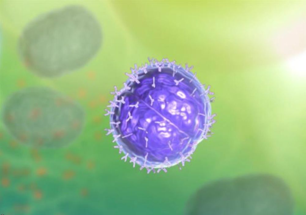 Antigen-Presenting Cells (Macrophages, Dendritic Cells and B-Cell ...