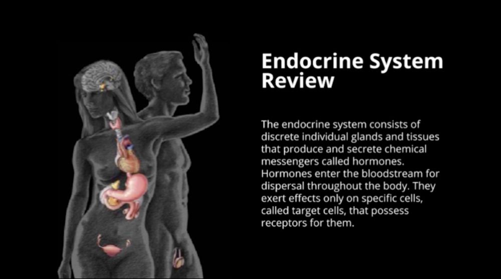 The Endocrine System, Overview, Animation | Pearson+ Channels