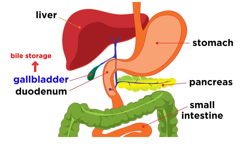 How your digestive system works | Pearson+ Channels