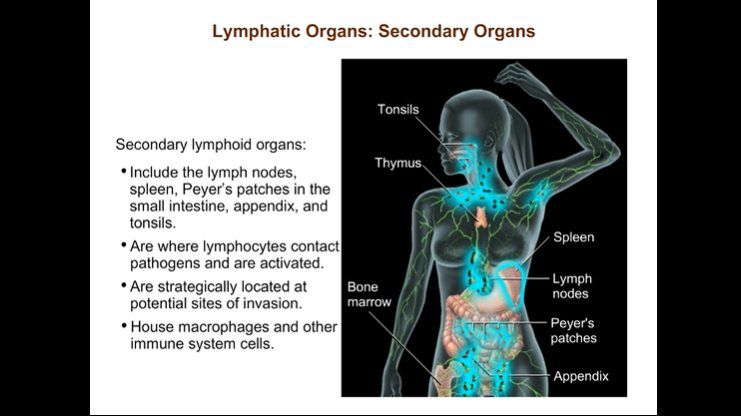 Lymphatic System Organs