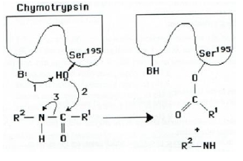 Chymotrypsin's Catalytic Mechanism Video Tutorial & Practice | Pearson+ ...