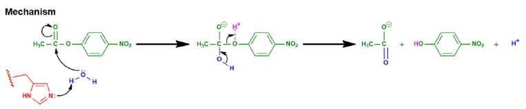 Catalysis Video Tutorial & Practice | Pearson+ Channels