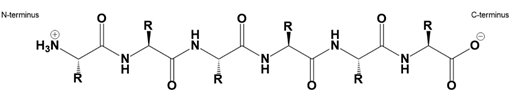 Peptide Bond Video Tutorial & Practice | Pearson+ Channels