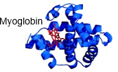 Approximating Protein Mass Video Tutorial & Practice | Pearson+ Channels