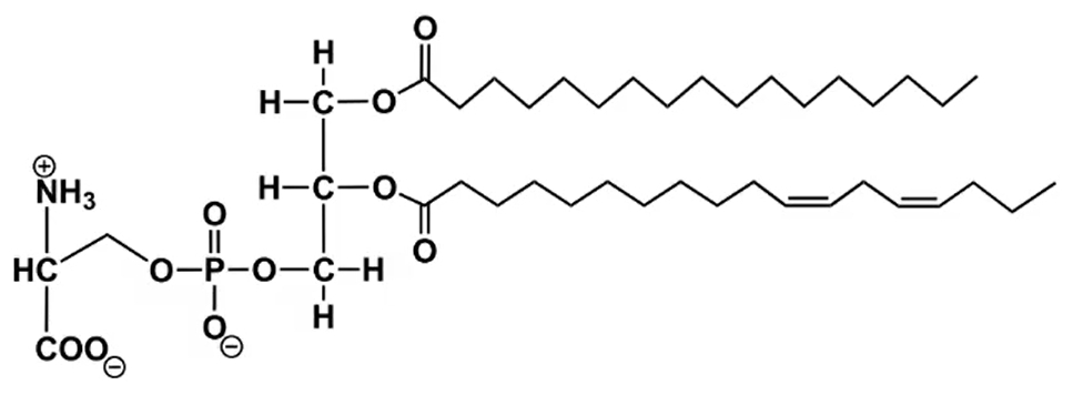 Glycerophospholipids Video Tutorial & Practice | Pearson+ Channels