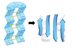Beta Strand Video Tutorial & Practice | Pearson+ Channels