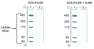 SDS-PAGE Strategies Video Tutorial & Practice | Pearson+ Channels