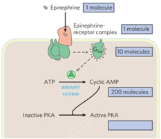 cAMP & PKA Video Tutorial & Practice | Pearson+ Channels