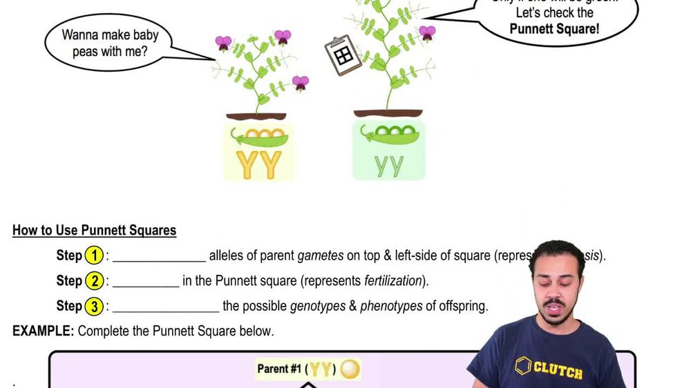 How to Use Punnett Squares | Pearson+ Channels