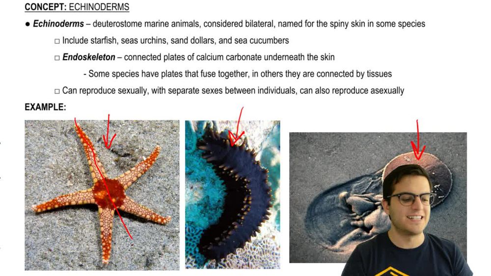 Echinoderm Facts | Pearson+ Channels