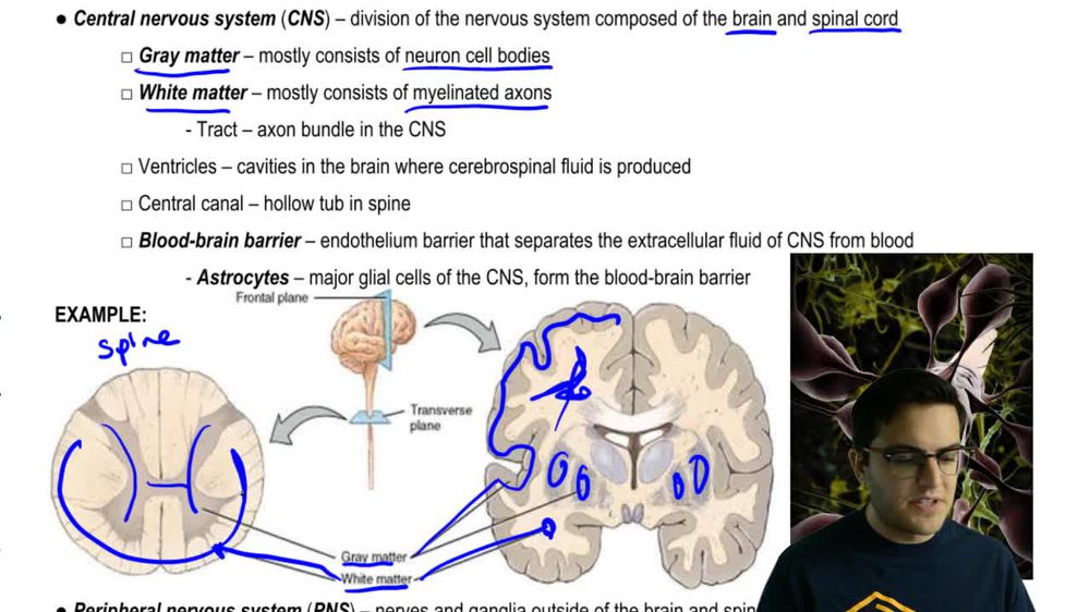 Motor, Sensory, and Association Areas | Pearson+ Channels