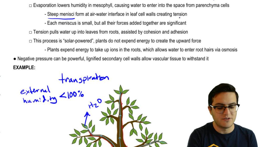 Xylem and Phloem - Transport in Plants | Biology | FreeAnimatedEd ...