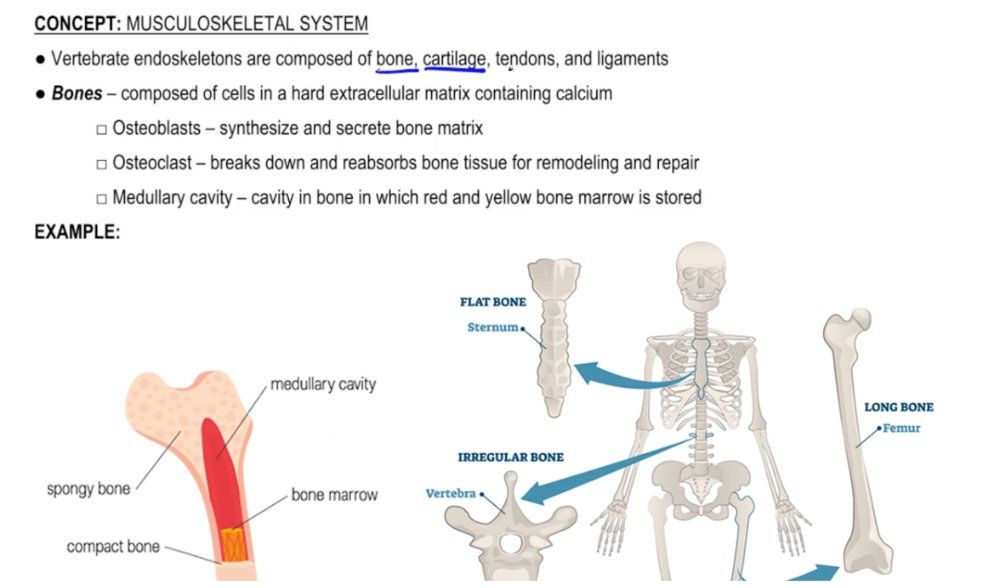 BioFlix: From Muscle Cells to Movement | Pearson+ Channels