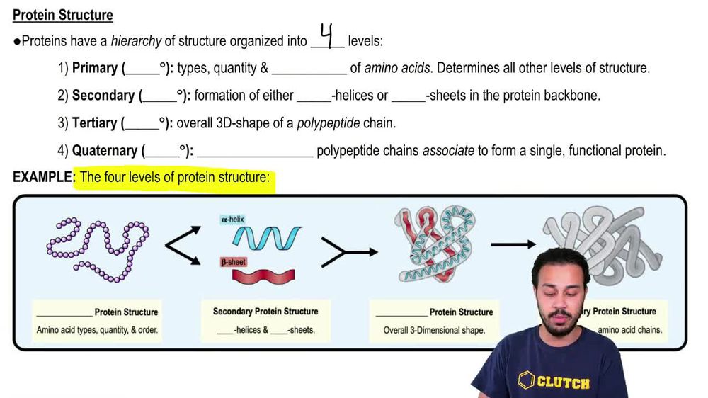 Animation: Proteins | Pearson+ Channels