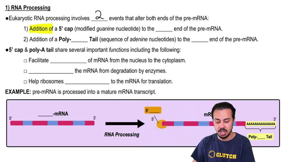 5 Types of RNA: mRNA, tRNA, rRNA, HnRNA, and SnRNA | Pearson+ Channels