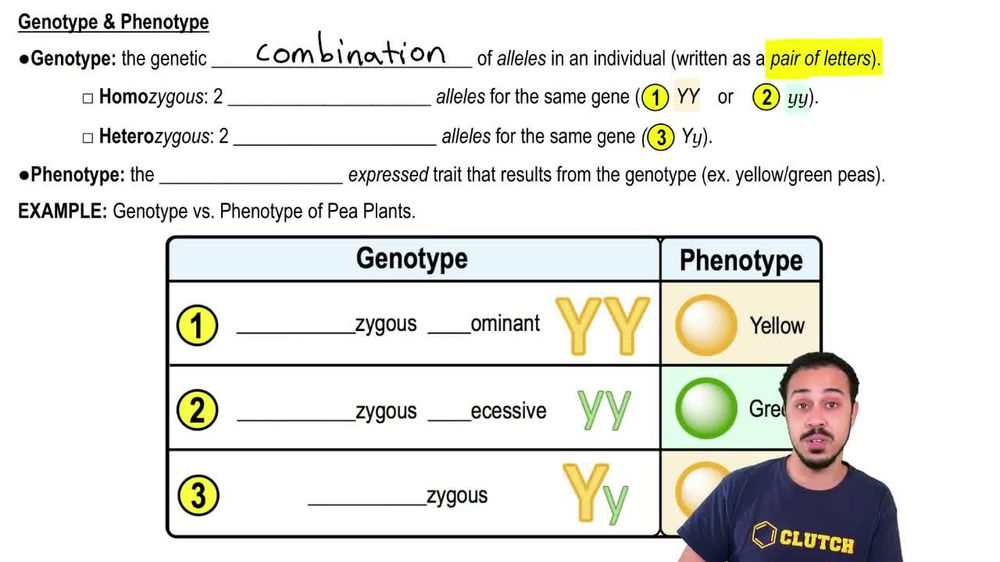 Dominant vs. Recessive Alleles | Pearson+ Channels