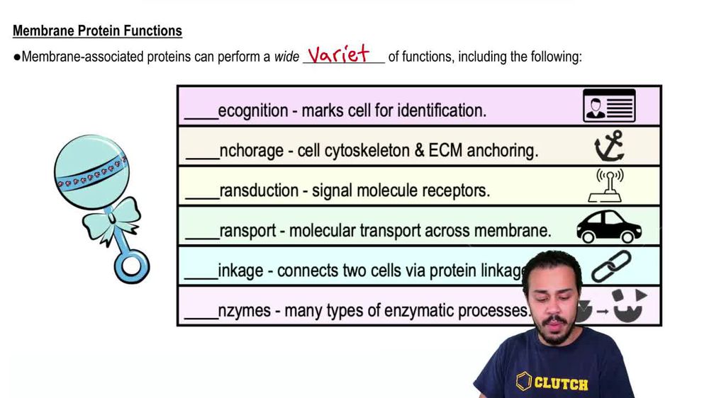 Membrane Protein Functions | Pearson+ Channels