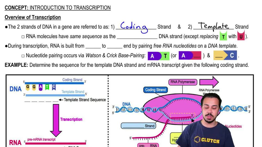 Overview of Transcription | Pearson+ Channels