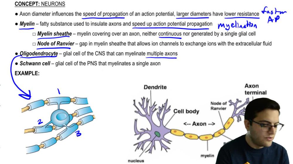 BioFlix: How Synapses Work | Pearson+ Channels