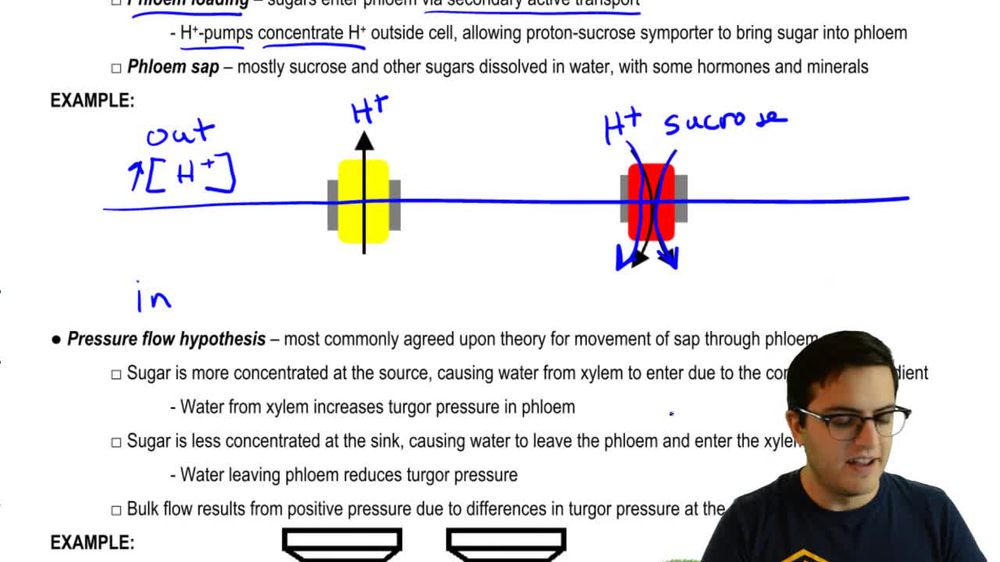 Xylem and Phloem - Transport in Plants | Biology | FreeAnimatedEd ...