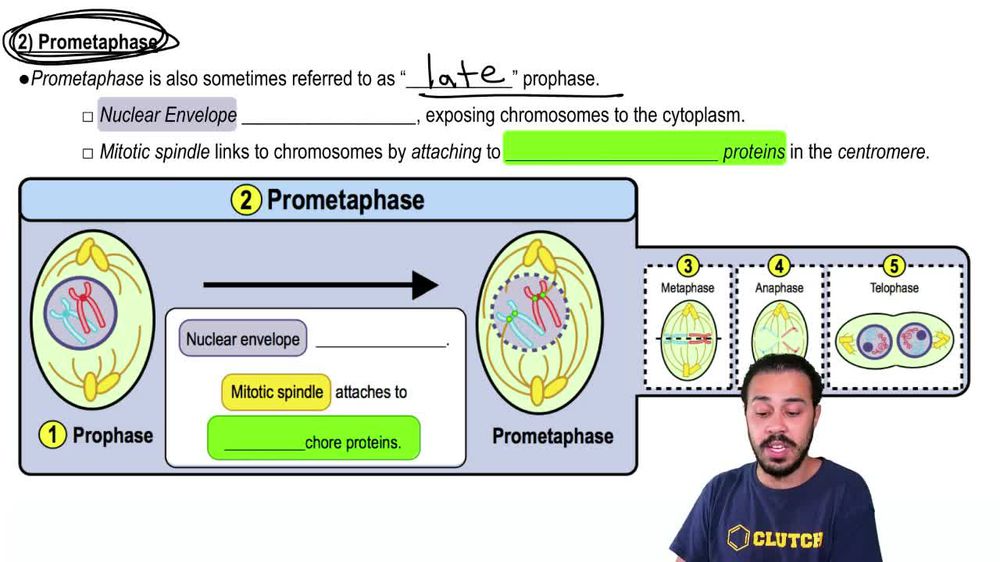 Mitosis | Interphase, Prophase, Metaphase, Anaphase and Telophase ...