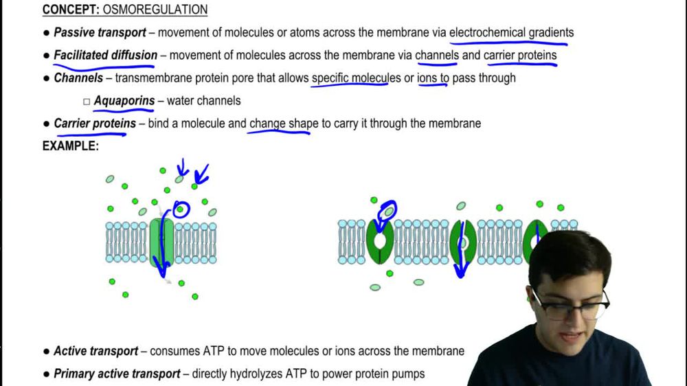 Animation: Nephron Function | Pearson+ Channels