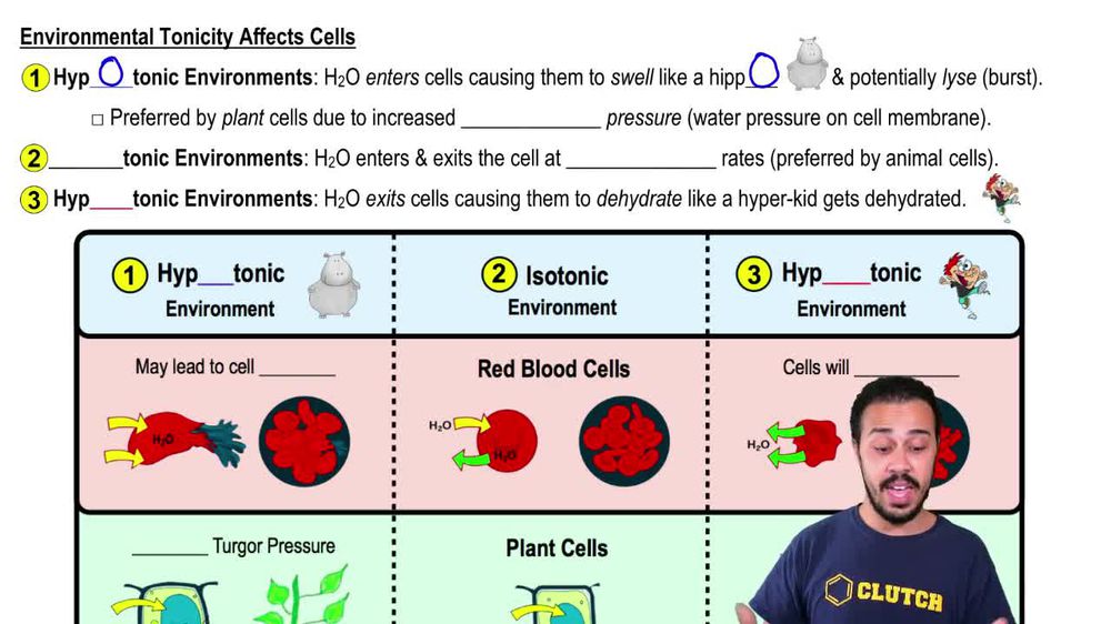 Hypertonic, Hypotonic and Isotonic Solutions! | Pearson+ Channels