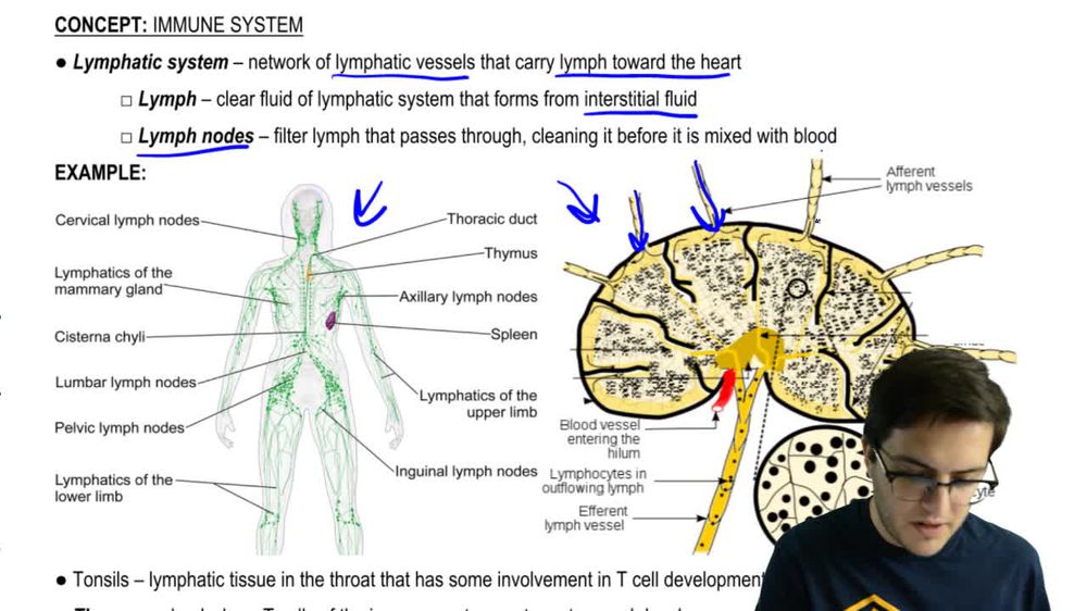 Lymphatic System: Crash Course Anatomy & Physiology #44 | Pearson+ Channels