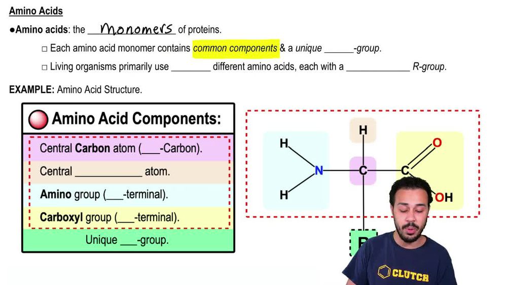 Animation: Proteins | Pearson+ Channels