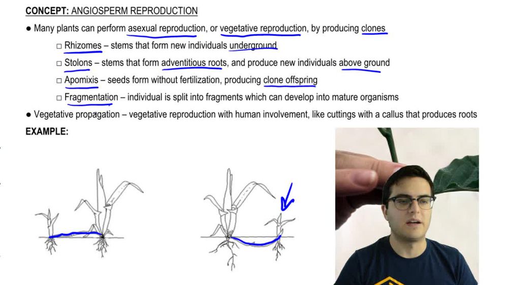 CBSE Class 12 Biology, Sexual Reproduction in Flowering Plants-2 ...