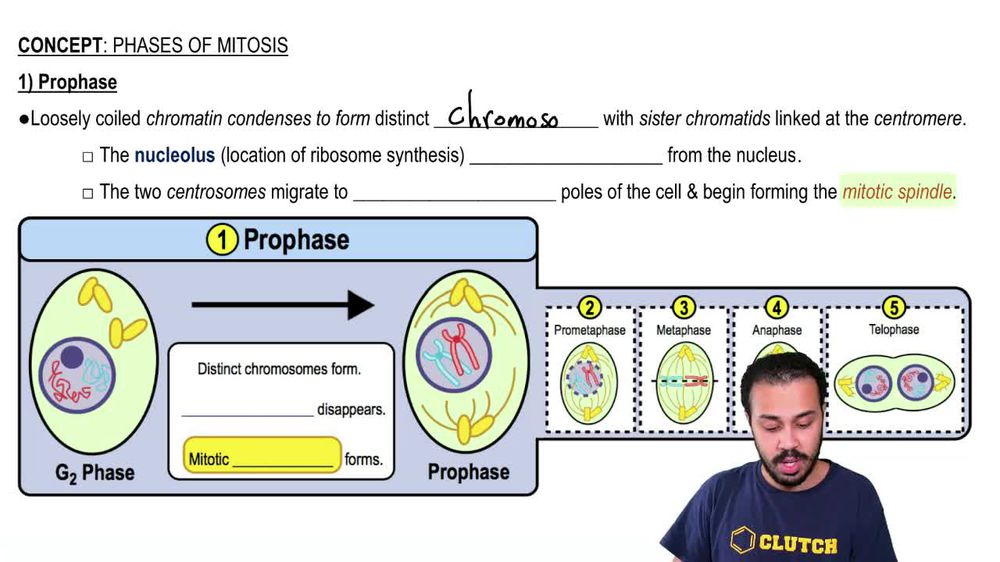 Animation: Mitosis | Pearson+ Channels