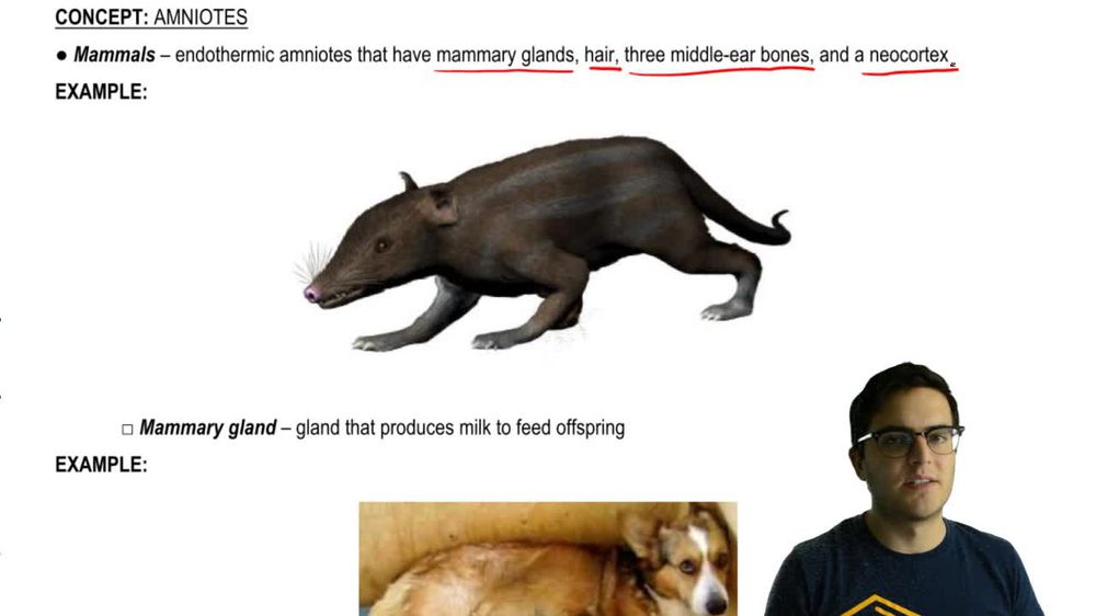 Mammals and Monotremes | Pearson+ Channels