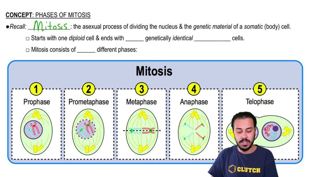 4 Stages Of Mitosis