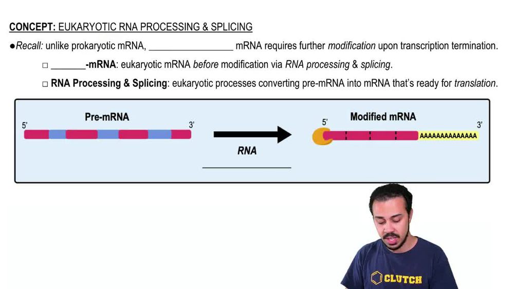 5 Types of RNA: mRNA, tRNA, rRNA, HnRNA, and SnRNA | Pearson+ Channels