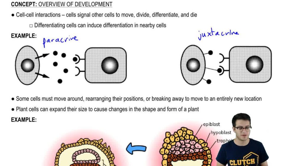 HHMI BioInteractive: Somatic Cell Nuclear Transfer Animation | Pearson+ ...