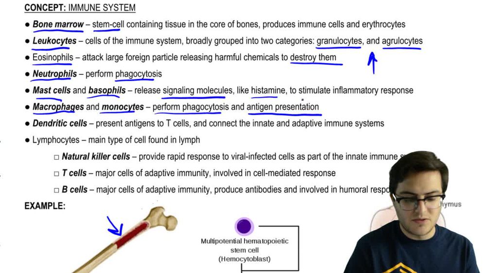 Lymphatic System: Crash Course Anatomy & Physiology #44 | Pearson+ Channels