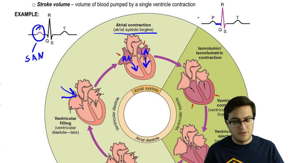 The Cardiac Cycle, Animation | Pearson+ Channels