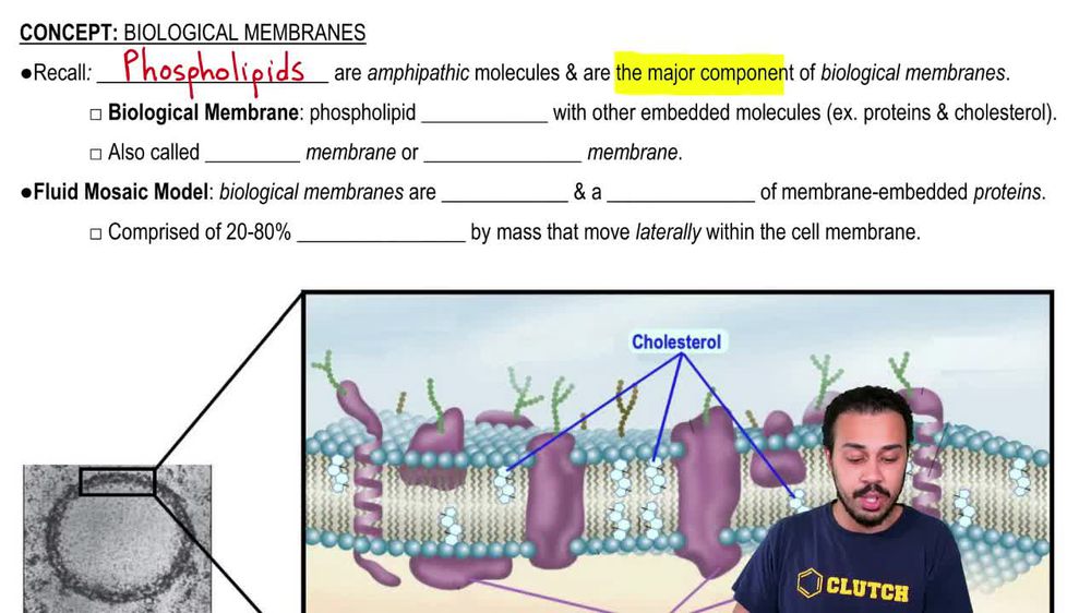 Cell Membranes: The Phospholipid Bilayer | A-level Biology | OCR ...