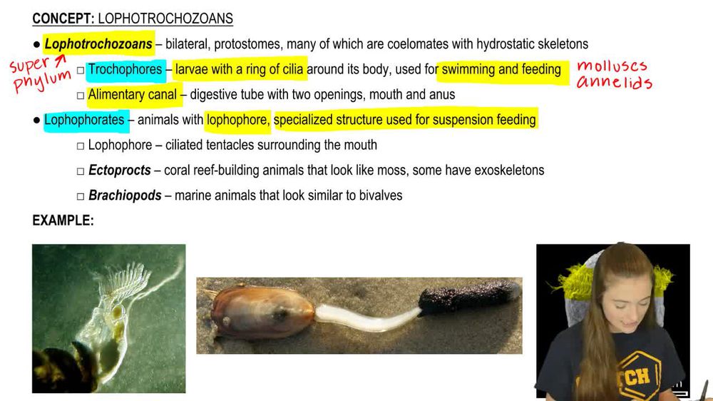 2 1 Lophotrochozoans Introduction | Pearson+ Channels