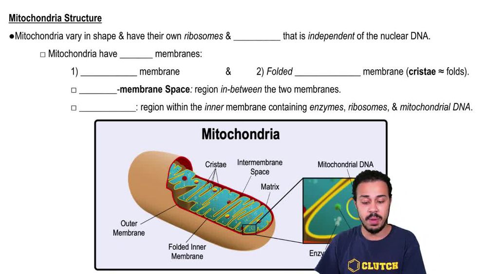 BioFlix: Chloroplasts and Mitochondria | Pearson+ Channels