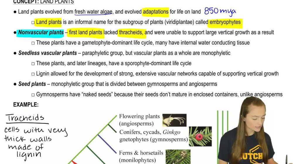 Overview of Plant Classification: Vascular and Nonvascular Plants ...