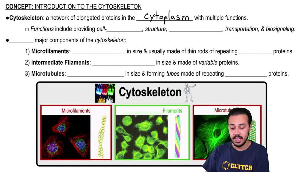 The cytoskeleton | Structure of a cell | Biology | Khan Academy ...