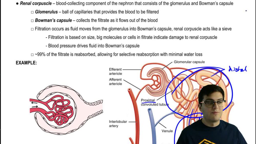 Animation: Nephron Function | Pearson+ Channels